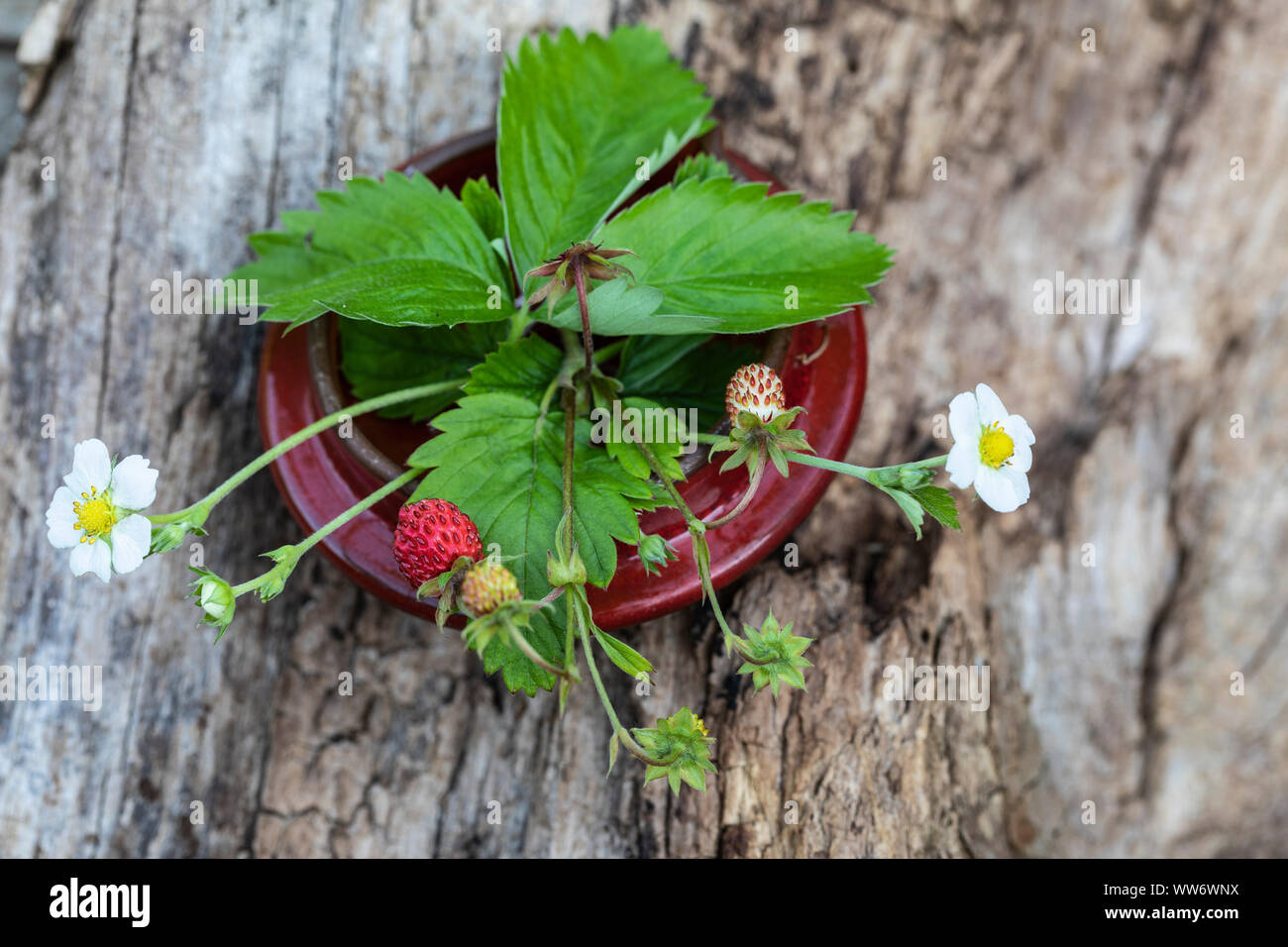 Strawberries small garden hi-res stock photography and images - Alamy