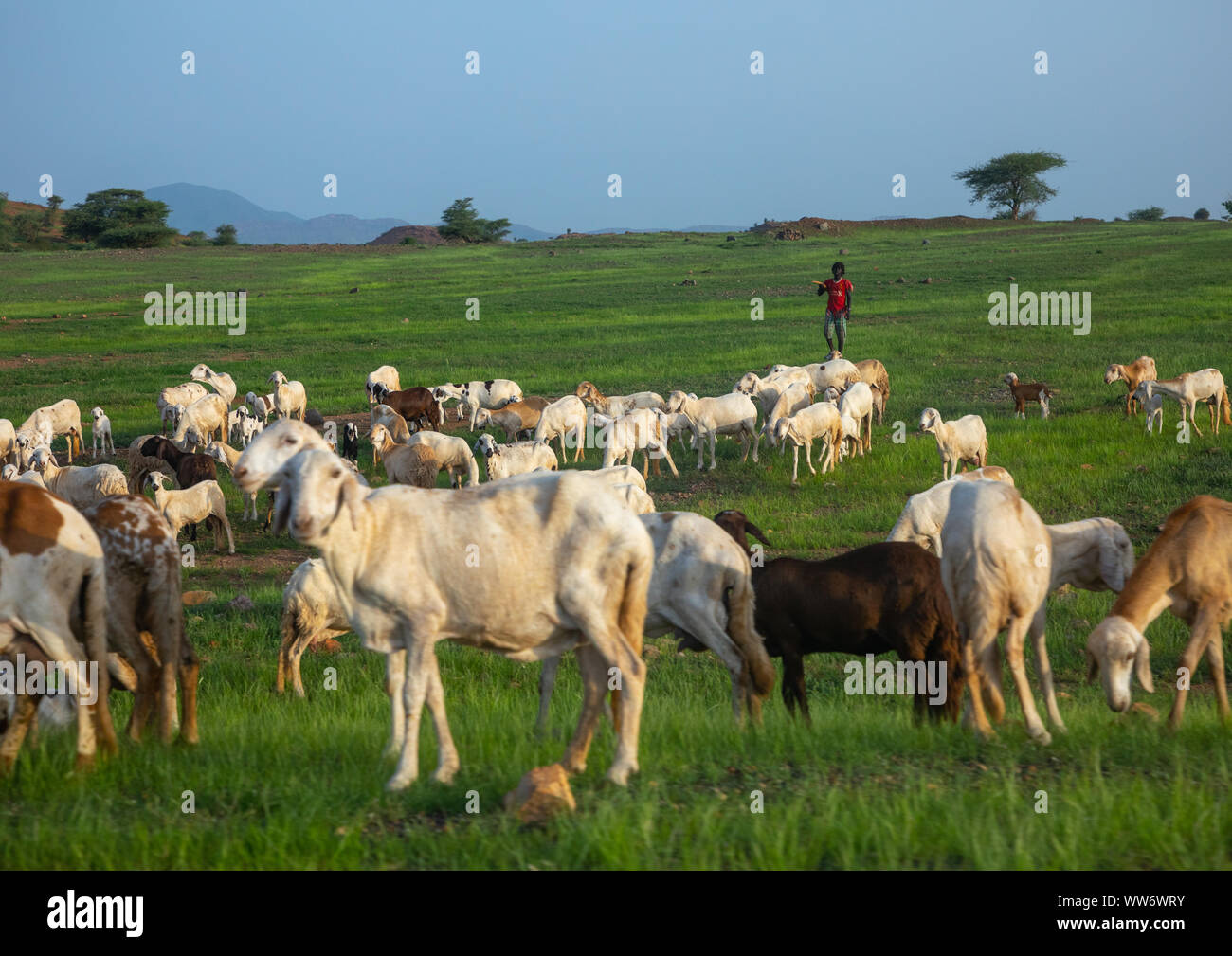 Sheeps in a green field, Gash-Barka, Barentu, Eritrea Stock Photo - Alamy