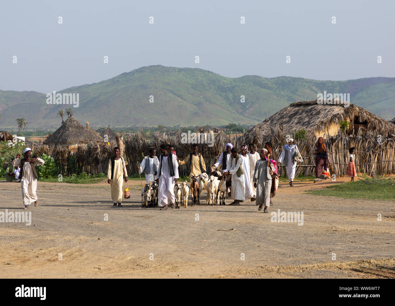 Eritrean men in the livestock market, Gash-Barka, Agordat, Eritrea ...