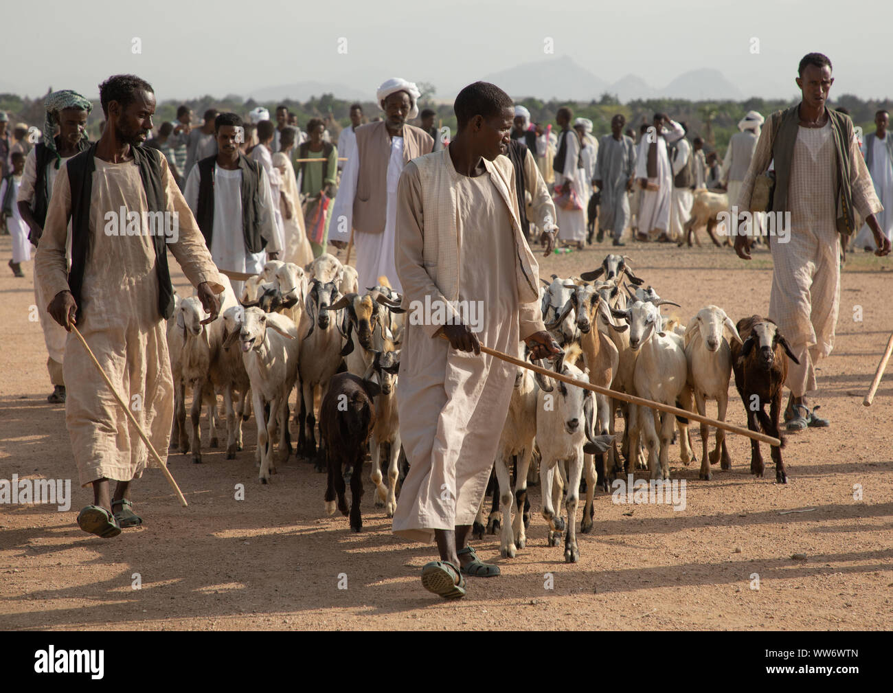 Agordat hi-res stock photography and images - Alamy