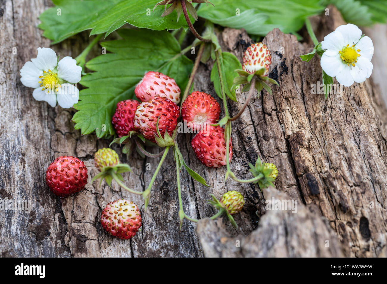Wild strawberries hi-res stock photography and images - Alamy