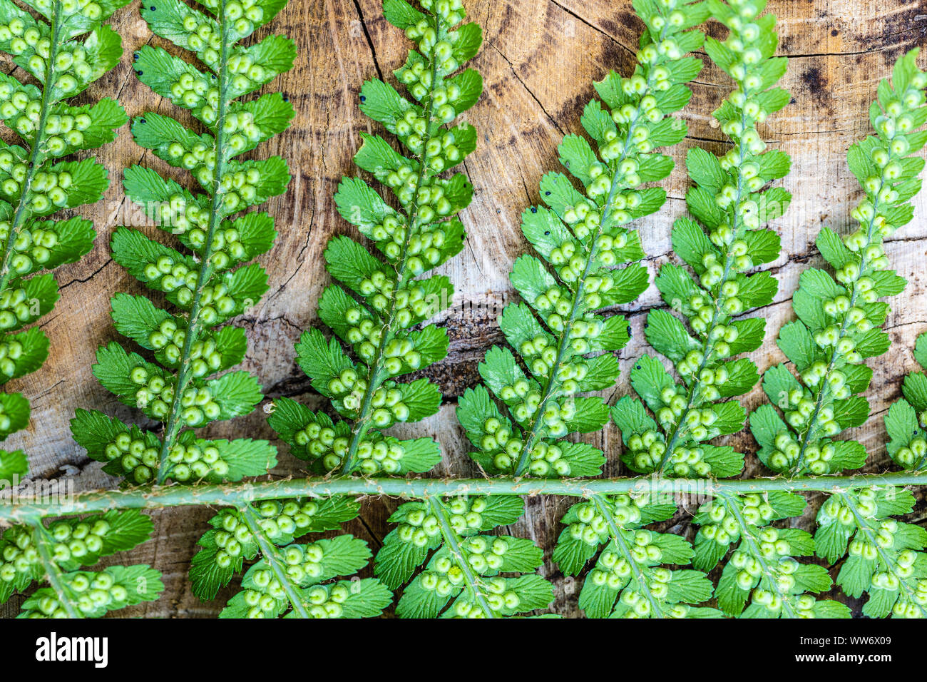 Decorative fern fronds hi-res stock photography and images - Alamy