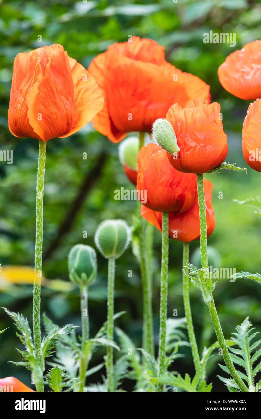 Papaver fruit hi-res stock photography and images - Alamy
