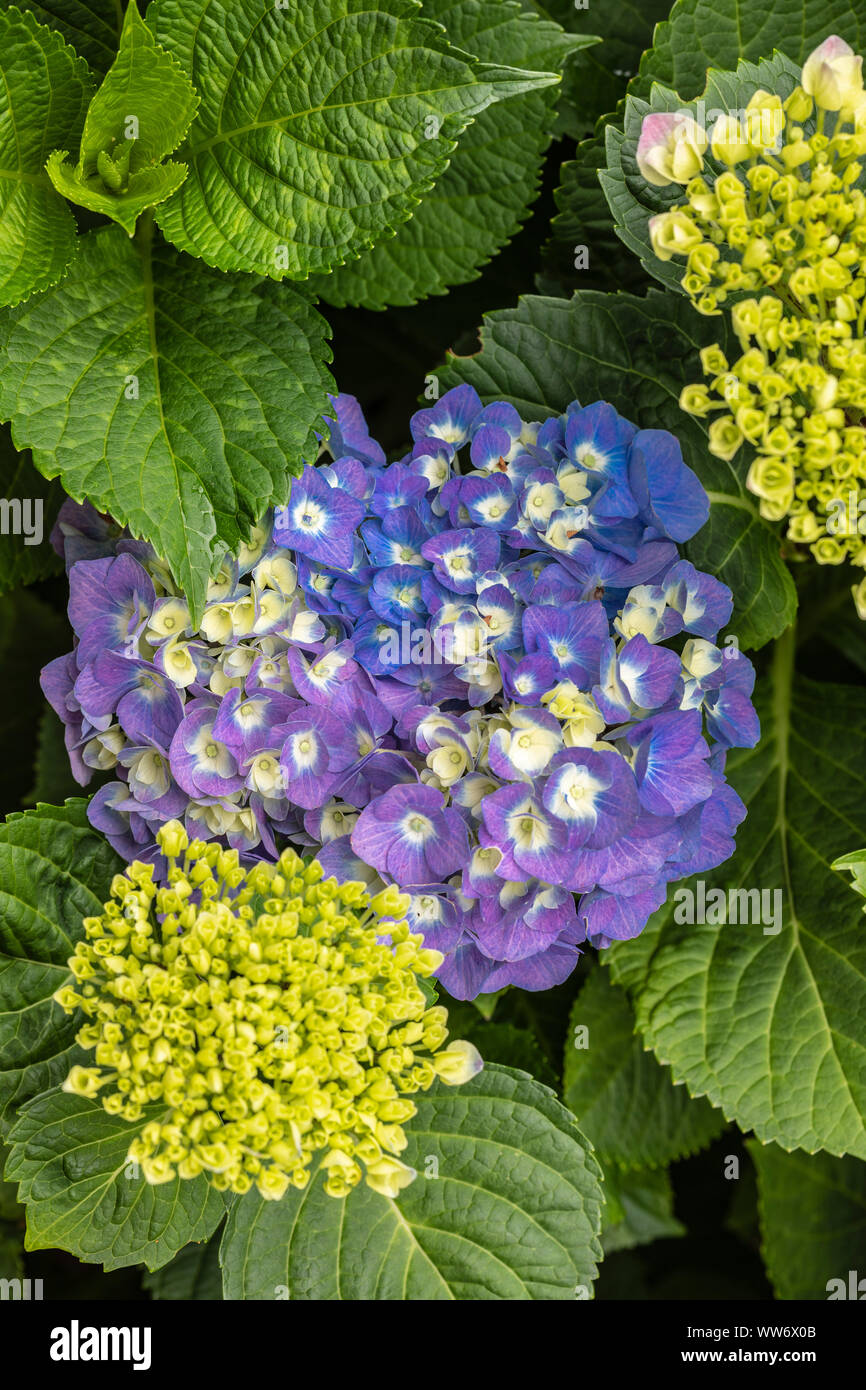 Bigleaf hydrangea close up hi-res stock photography and images - Alamy