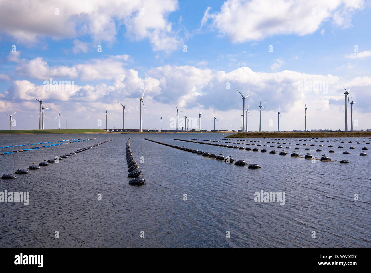 shell breeding and windmills at Lake Grevelingen near Bruinisse ...