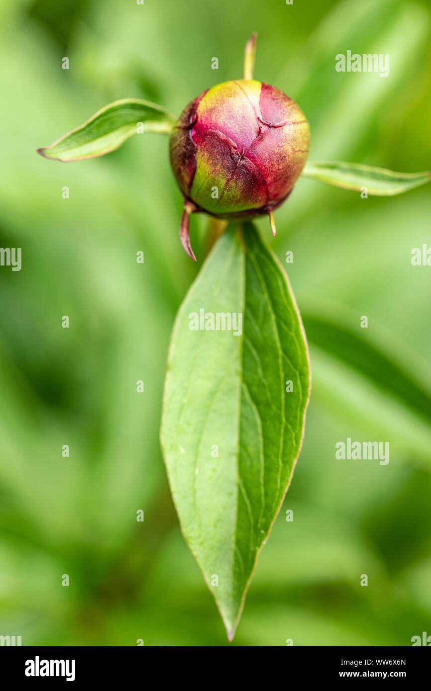 Peony bud, natural habitat Stock Photo - Alamy
