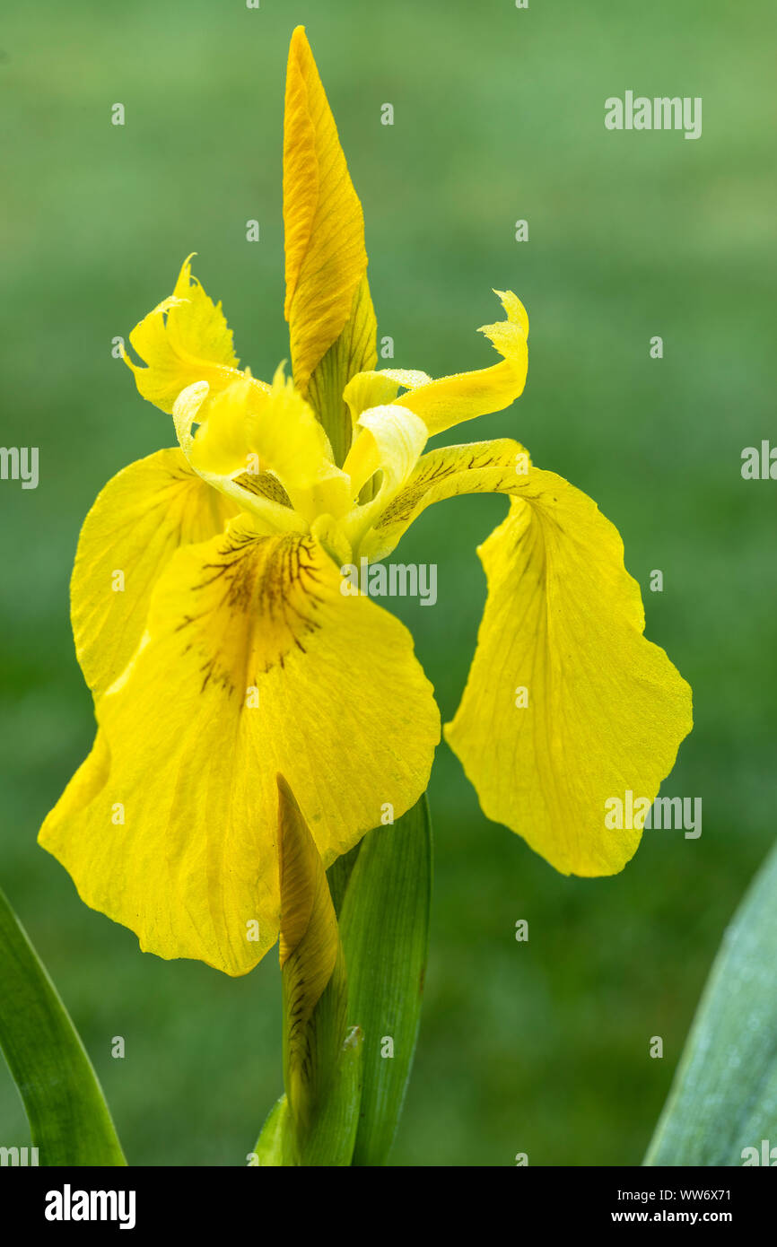 Dripping yellow flower hi-res stock photography and images - Alamy