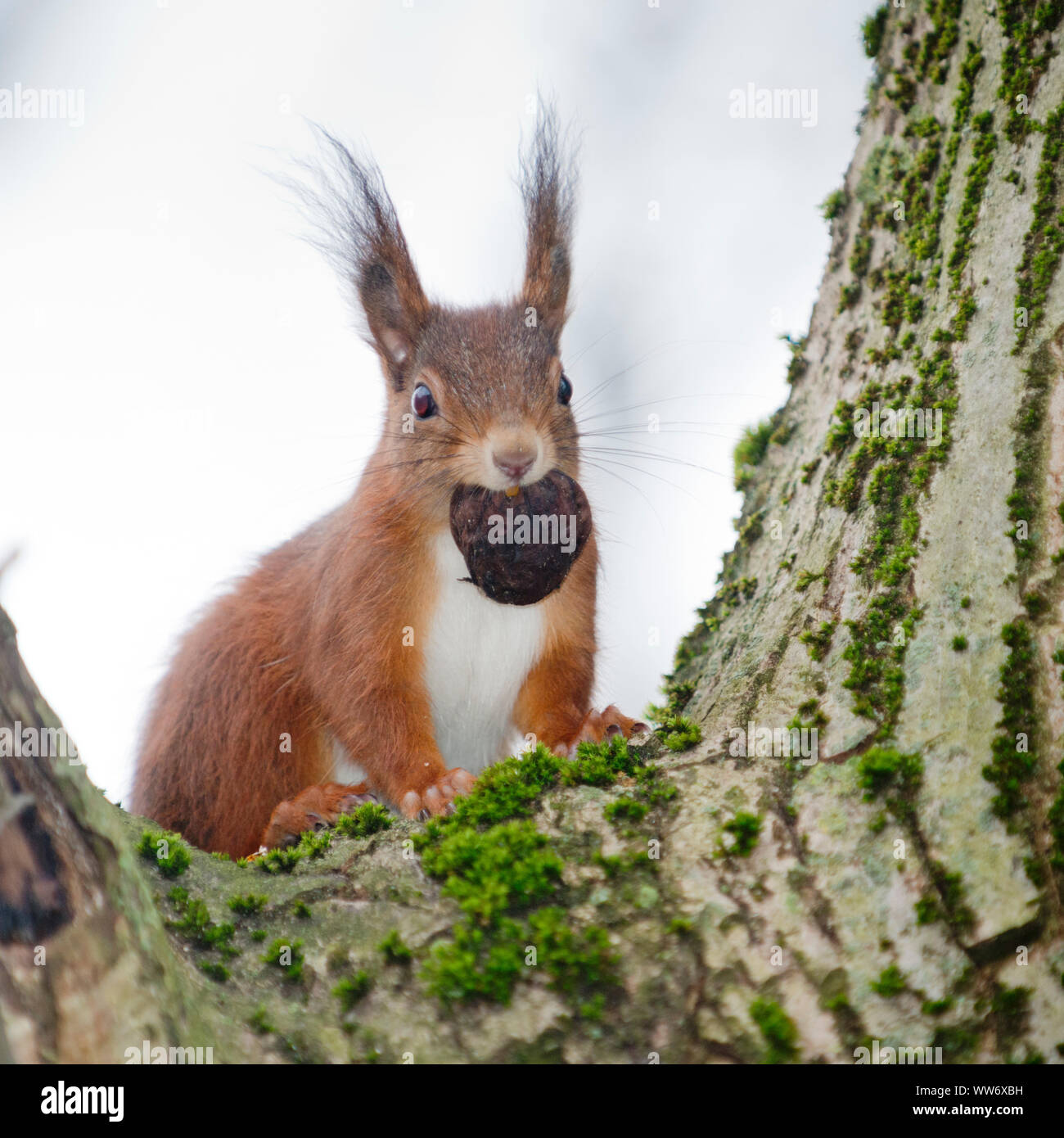 Nut tree hi-res stock photography and images - Alamy