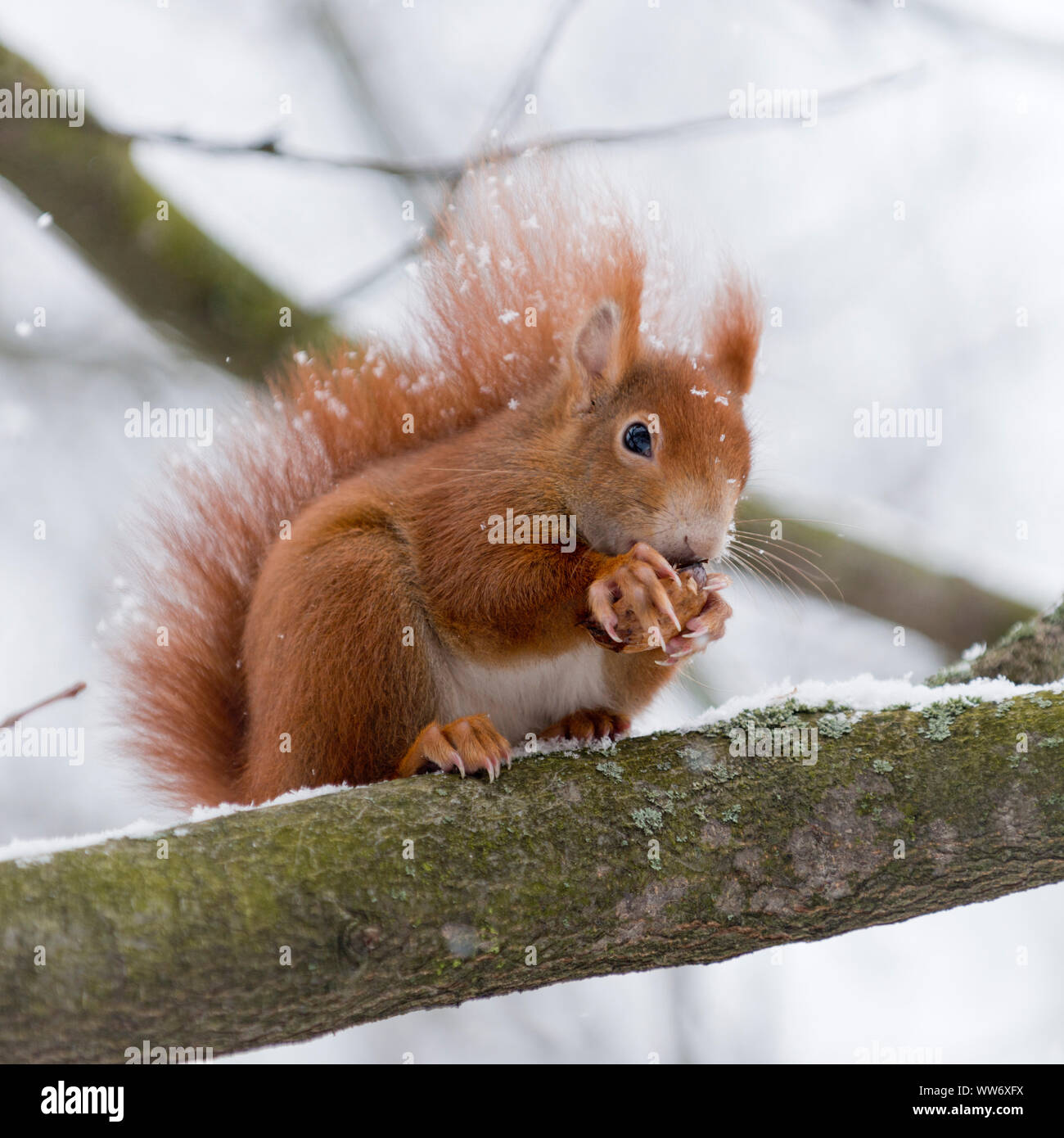 Squirrel house tree hi-res stock photography and images - Alamy