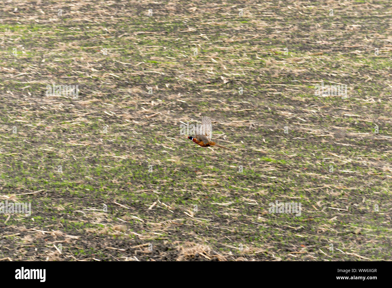 Flying pheasant hi-res stock photography and images - Alamy