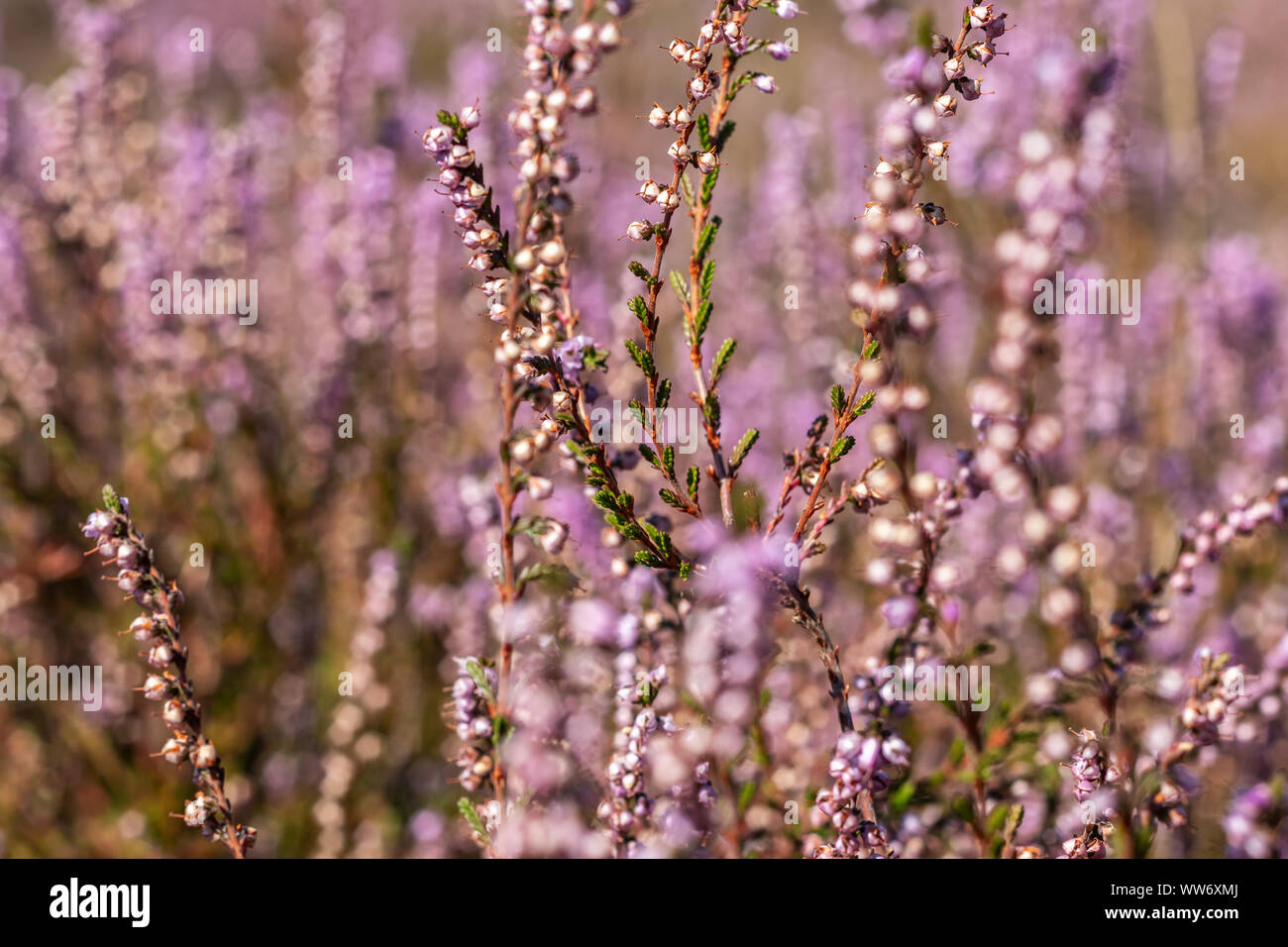 Purple heather closeup in hi-res stock photography and images - Alamy