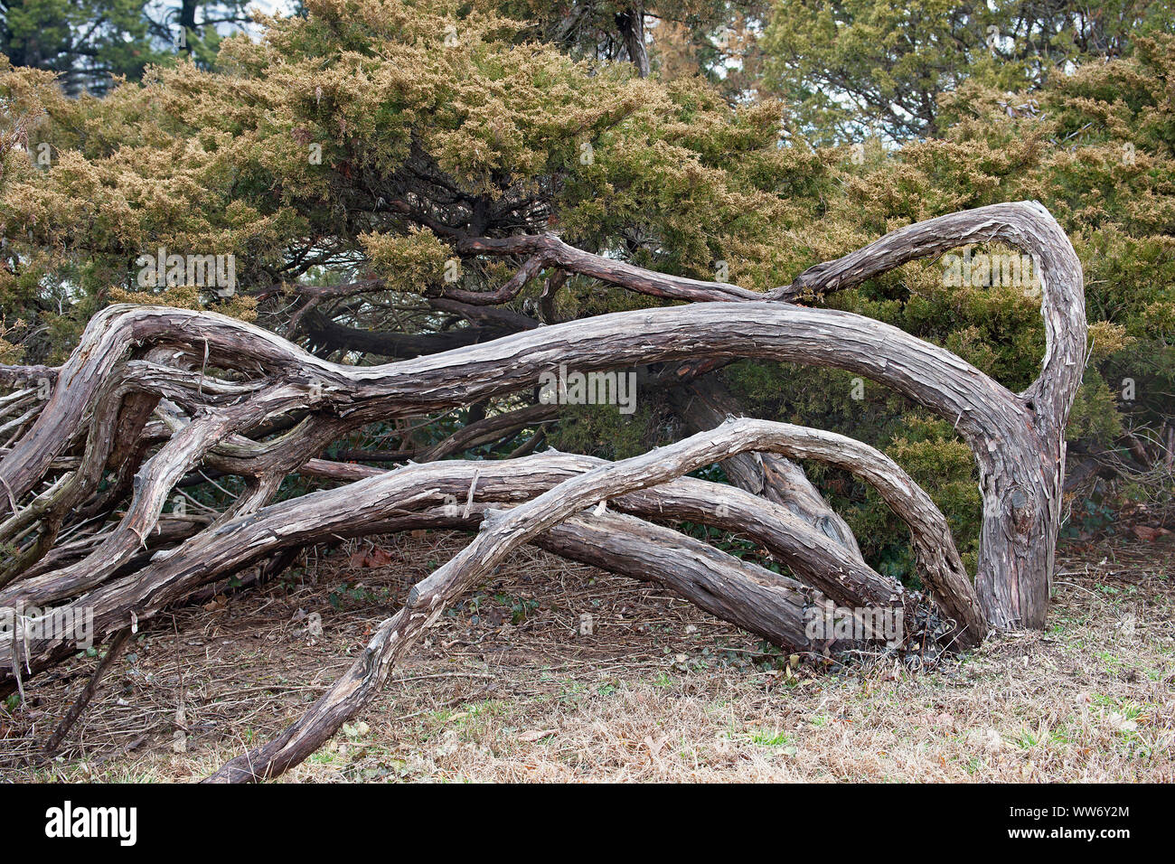 Savin juniper, Juniperus sabina, Bent over branches of the tree growing ...
