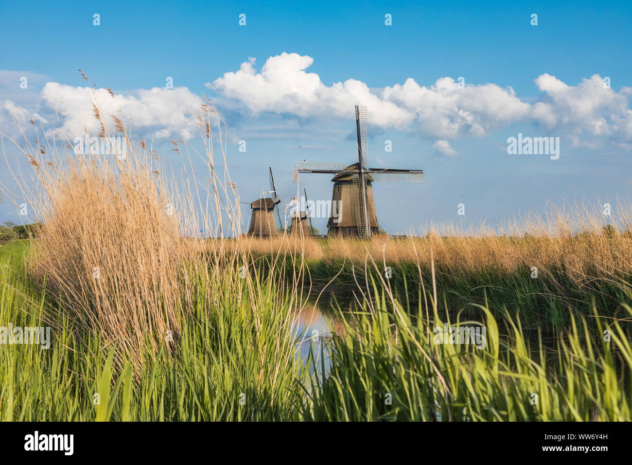 Dutch landscape with three windmills in the background Stock Photo - Alamy