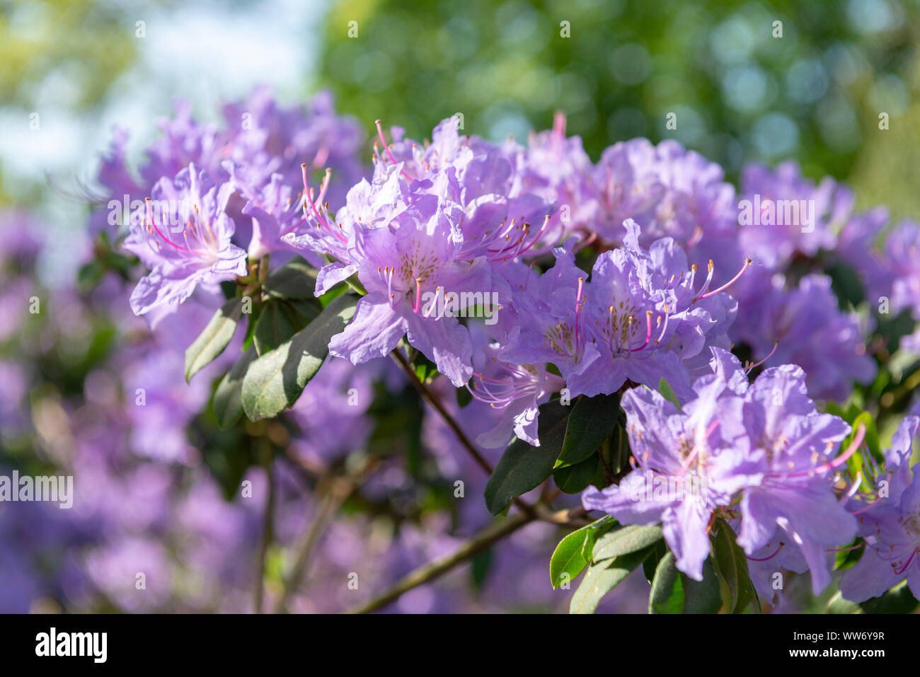 Old rhododendrons hi-res stock photography and images - Alamy