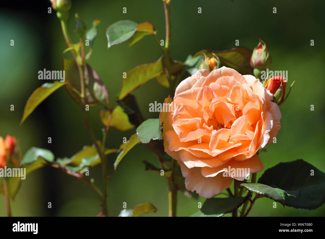Vibrant orange roses blooming hi-res stock photography and images - Alamy
