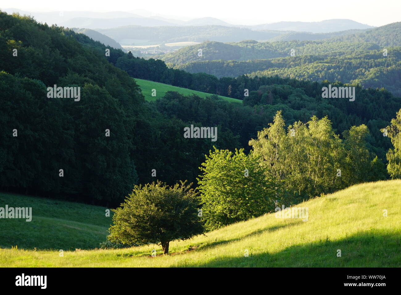Wiese und wald hi-res stock photography and images - Alamy