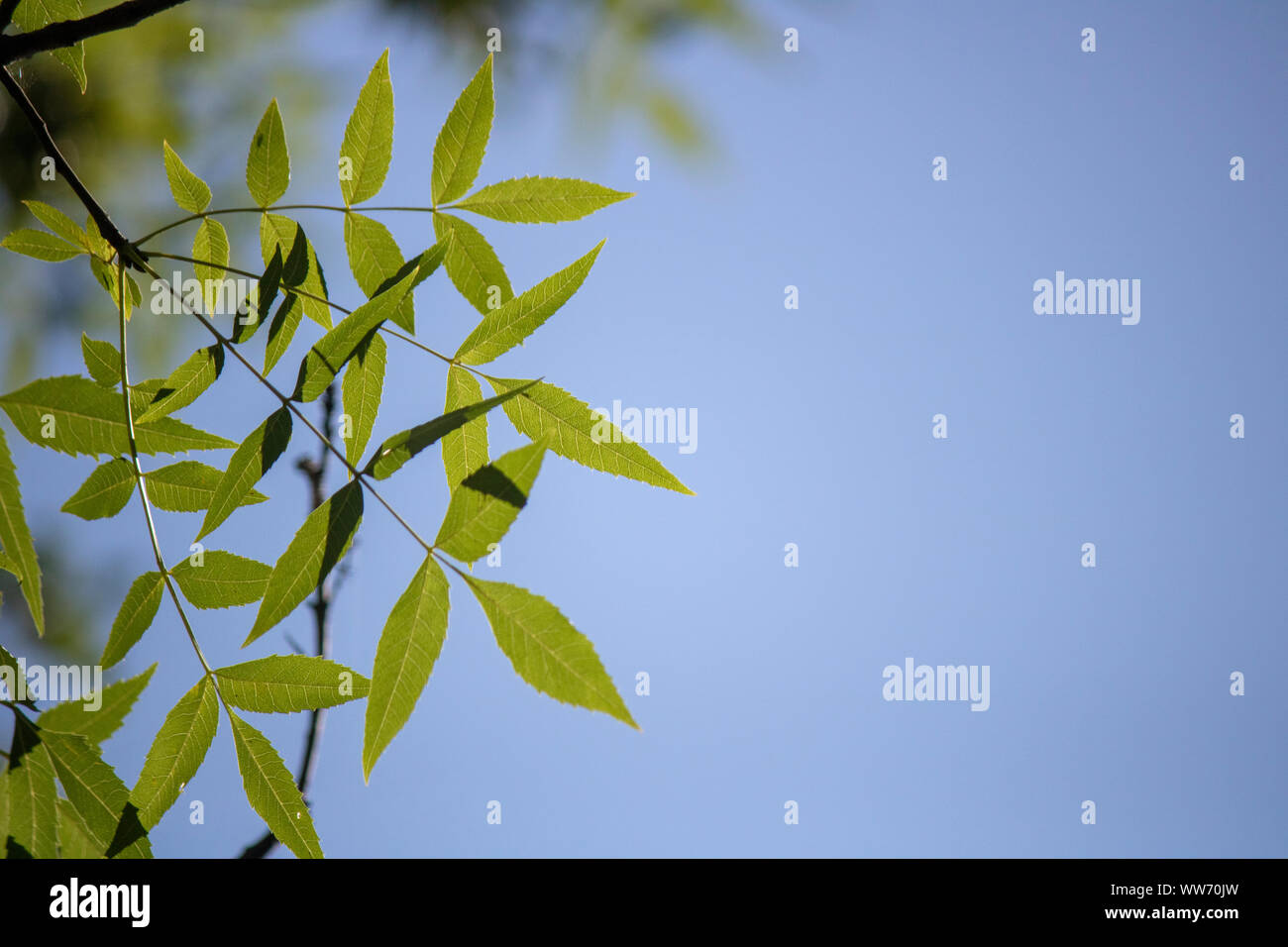Common ash branch in spring hi-res stock photography and images - Alamy