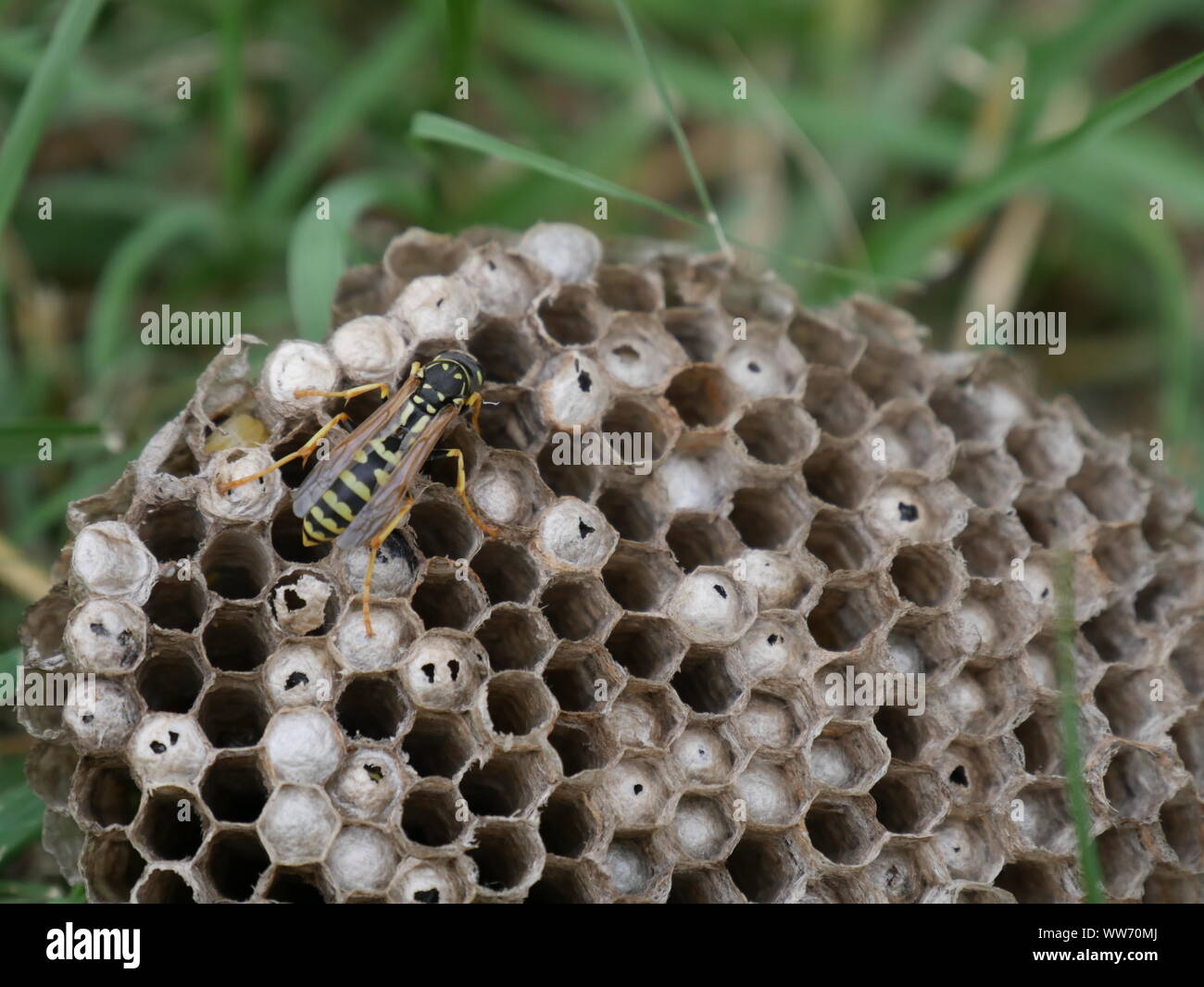 A wasp taking care of the larvaes Stock Photo - Alamy