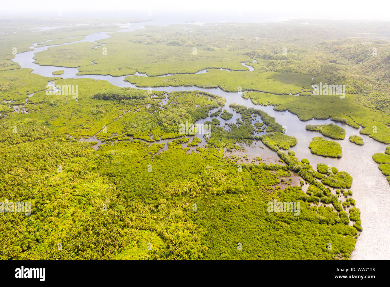 Mangroves, top view. Mangrove forest and winding rivers. Tropical ...