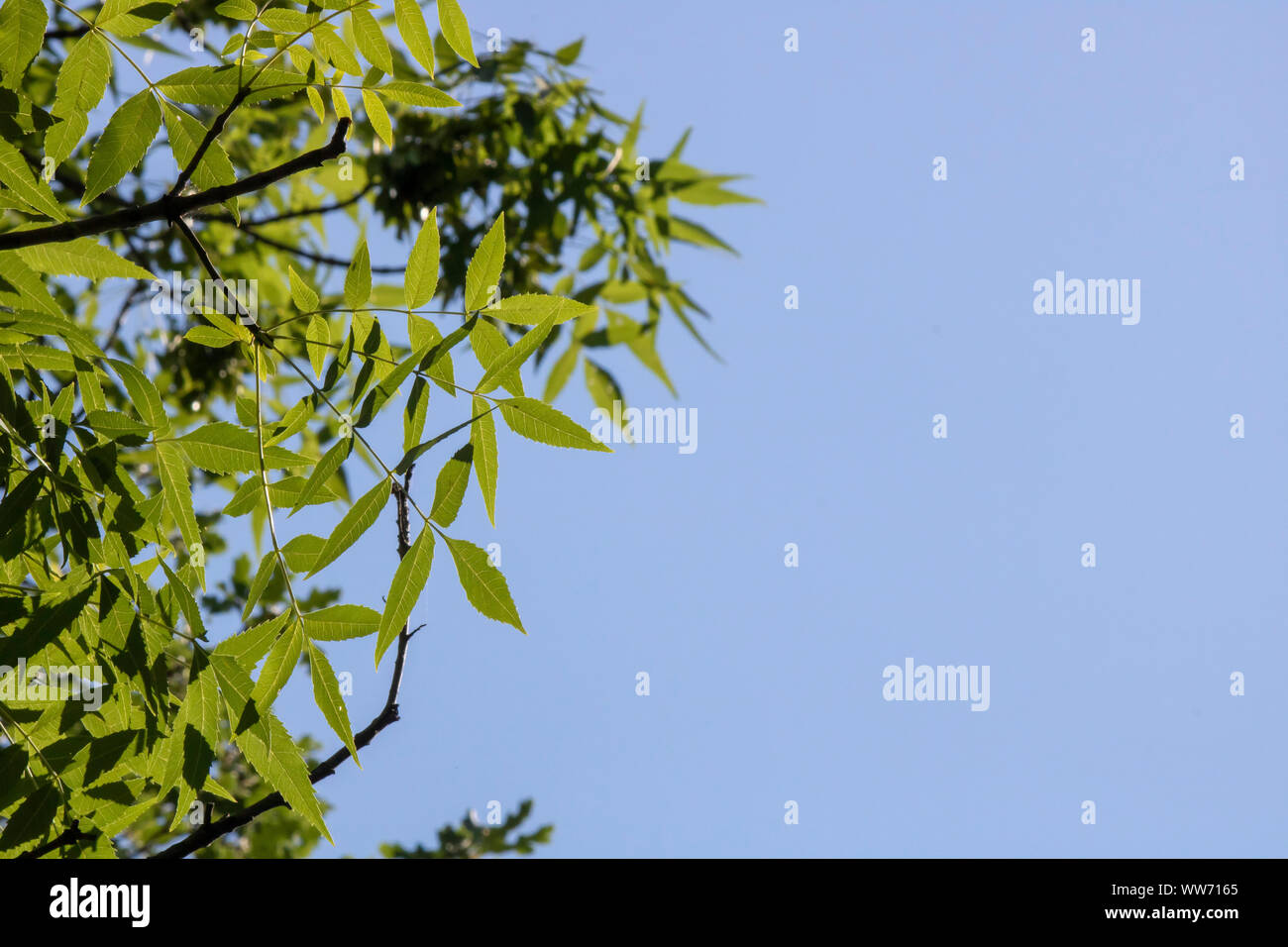 Common ash branch in spring hi-res stock photography and images - Alamy