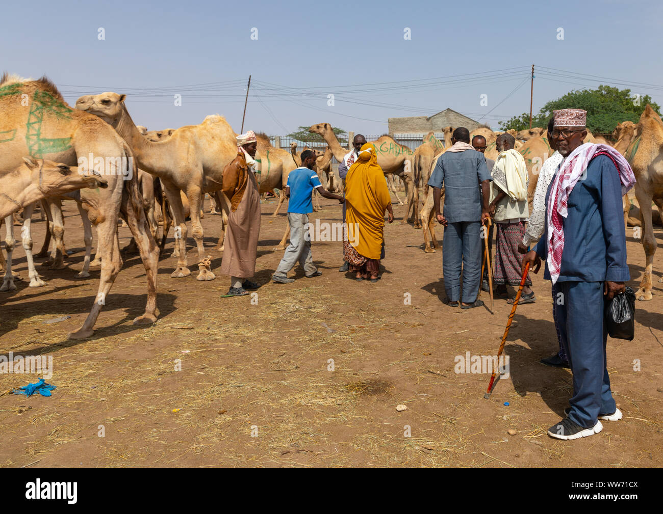 Somali people in a camel market, Woqooyi Galbeed region, Hargeisa ...
