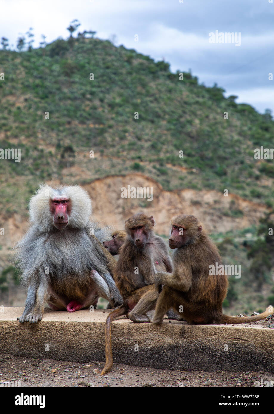 Hamadryas baboons papio hamadrya, Central region, Asmara, Eritrea Stock ...