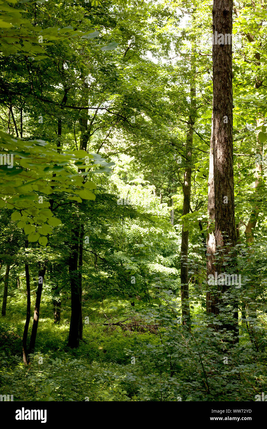 Forest, trees, Belgrade, Serbia Stock Photo - Alamy