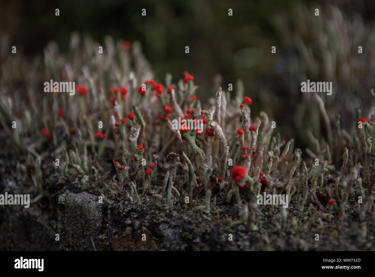Mini forest hi-res stock photography and images - Alamy