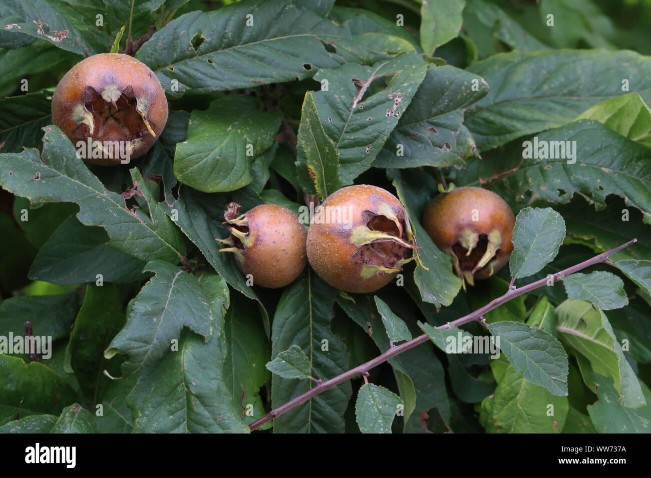 Fruit of Mespilus germanica, also named common medlar at a tree Stock ...
