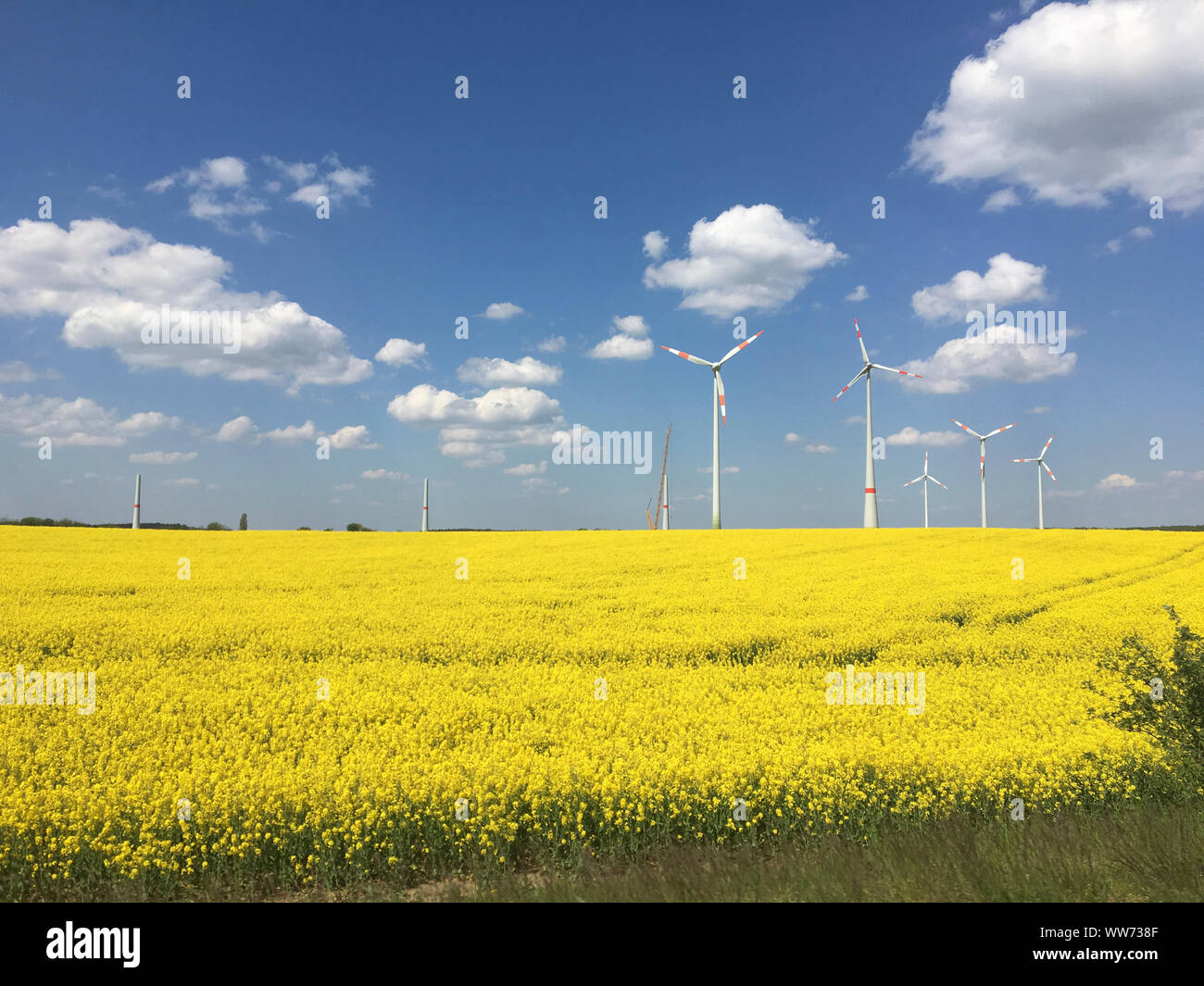 Flowering rapeseed field, Brandenburg, Germany, wind turbines Stock ...