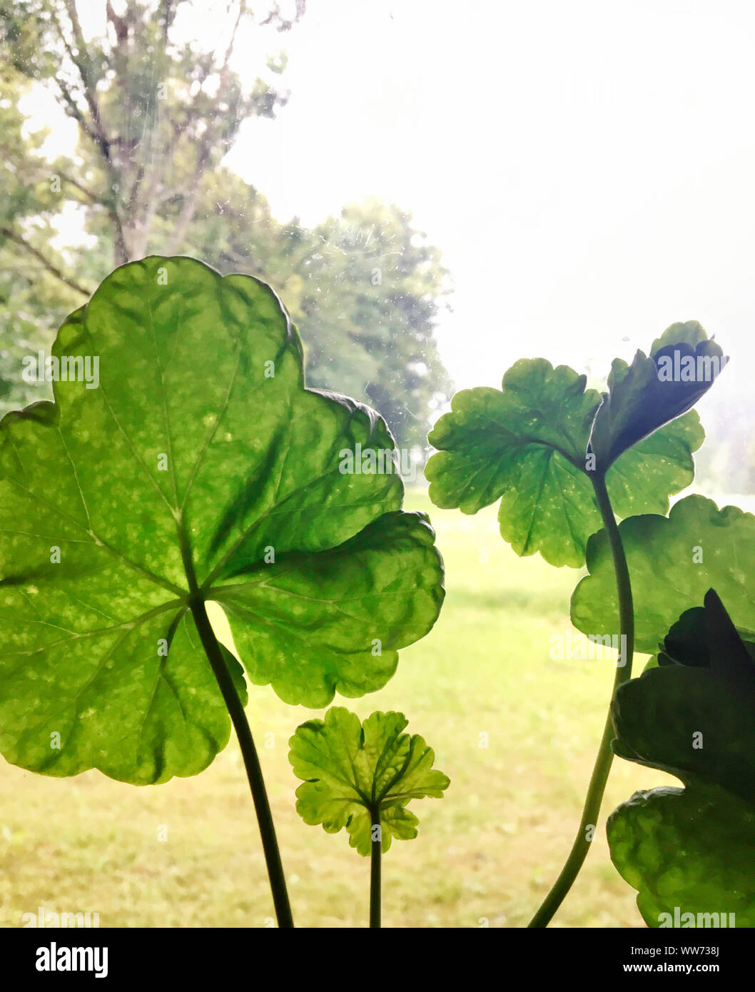 Leaves leaf structure building hi-res stock photography and images - Alamy