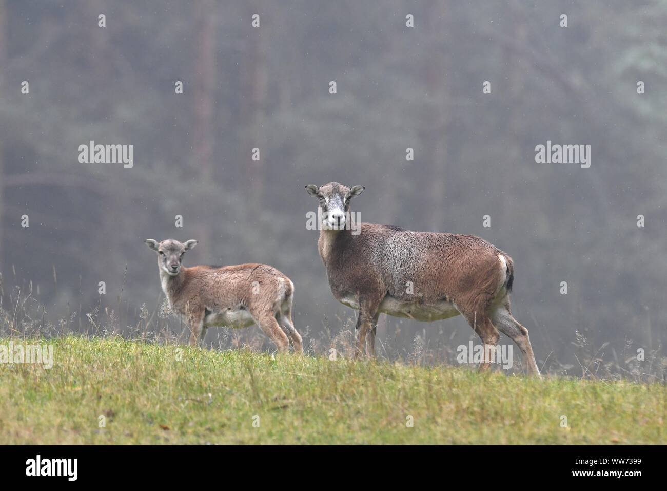 Mouflon ewe with her lamb, Ovis ammon musimon Stock Photo - Alamy