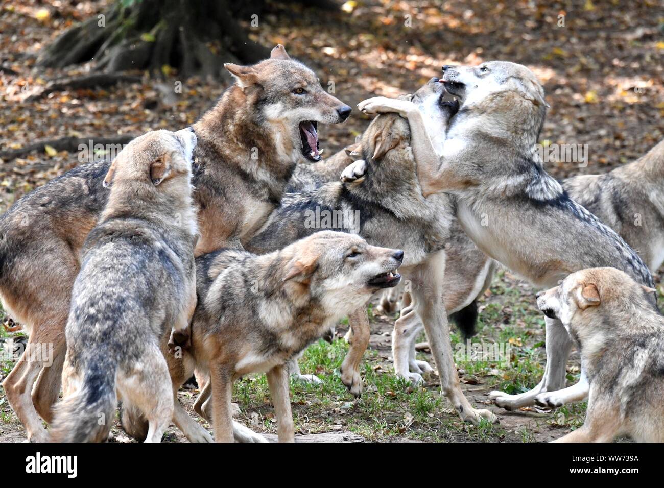 Pack of wolves, Canis lupus Stock Photo - Alamy