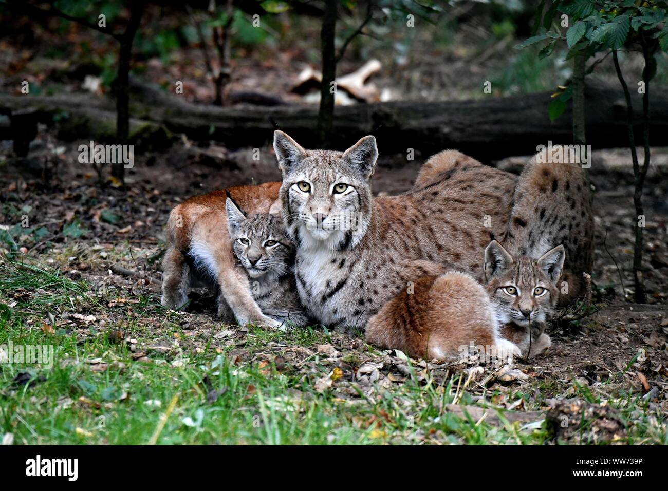 Lynx with cubs, forest Stock Photo - Alamy