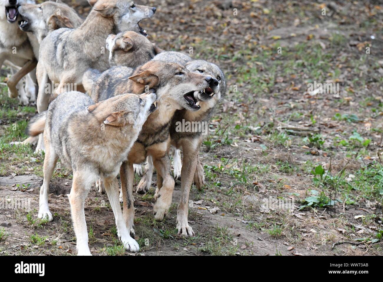 Pack of wolves, Canis lupus Stock Photo - Alamy