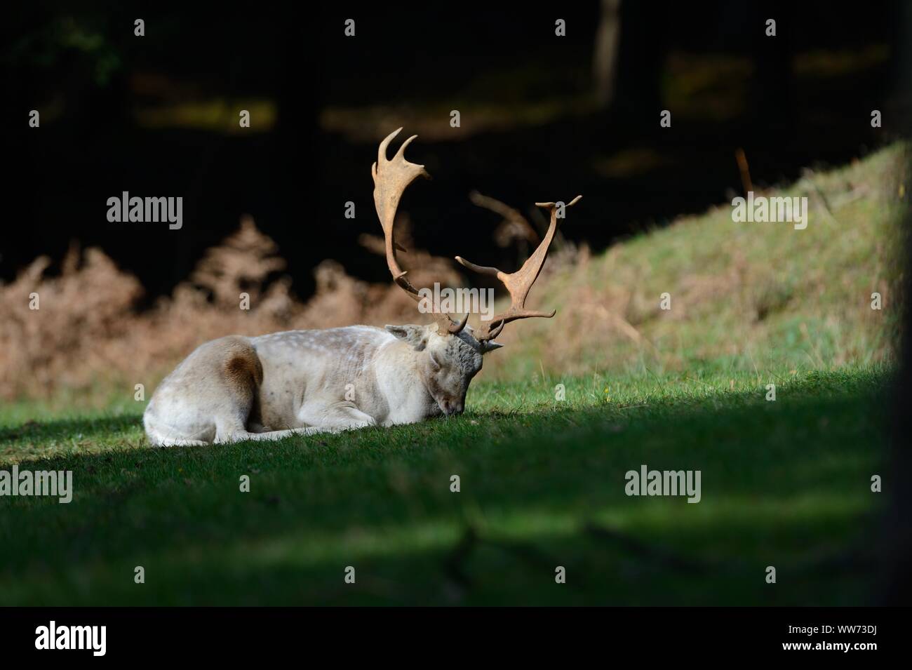 White fallow deer, Dama dama, buck, forest glade Stock Photo - Alamy