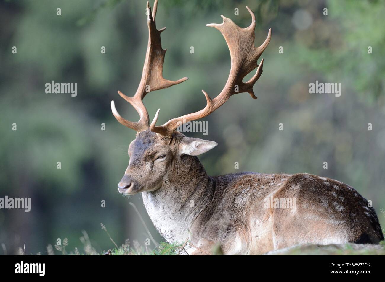 Deer sitting hi-res stock photography and images - Alamy