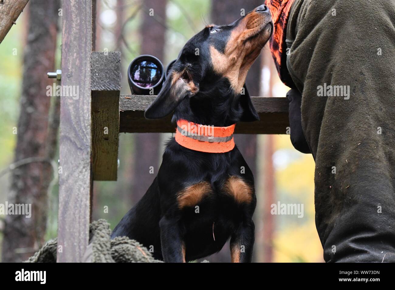 Hunting dog, driven hunt Stock Photo - Alamy