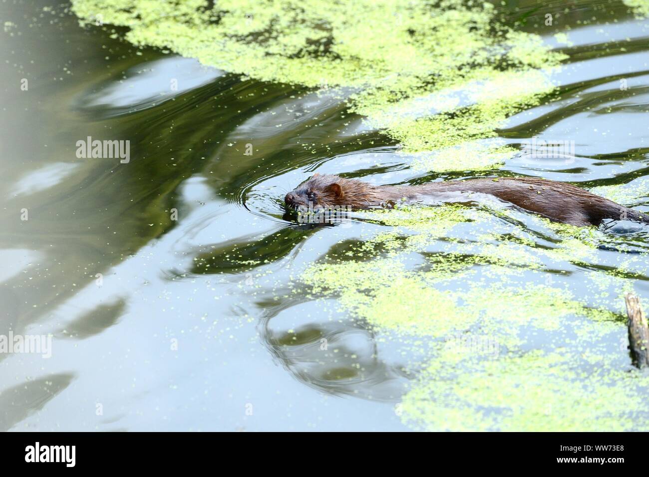 American mink hunting for prey in water hi-res stock photography and ...