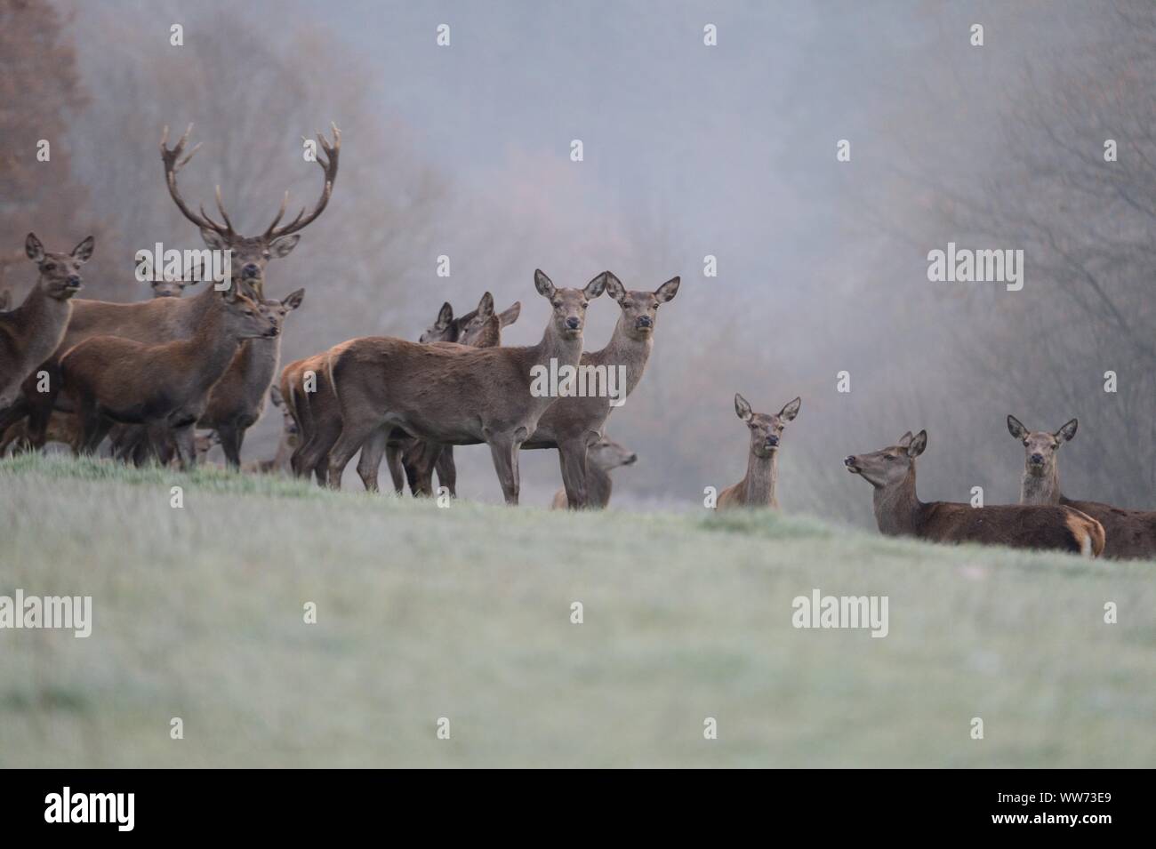 Group of deer hi-res stock photography and images - Alamy