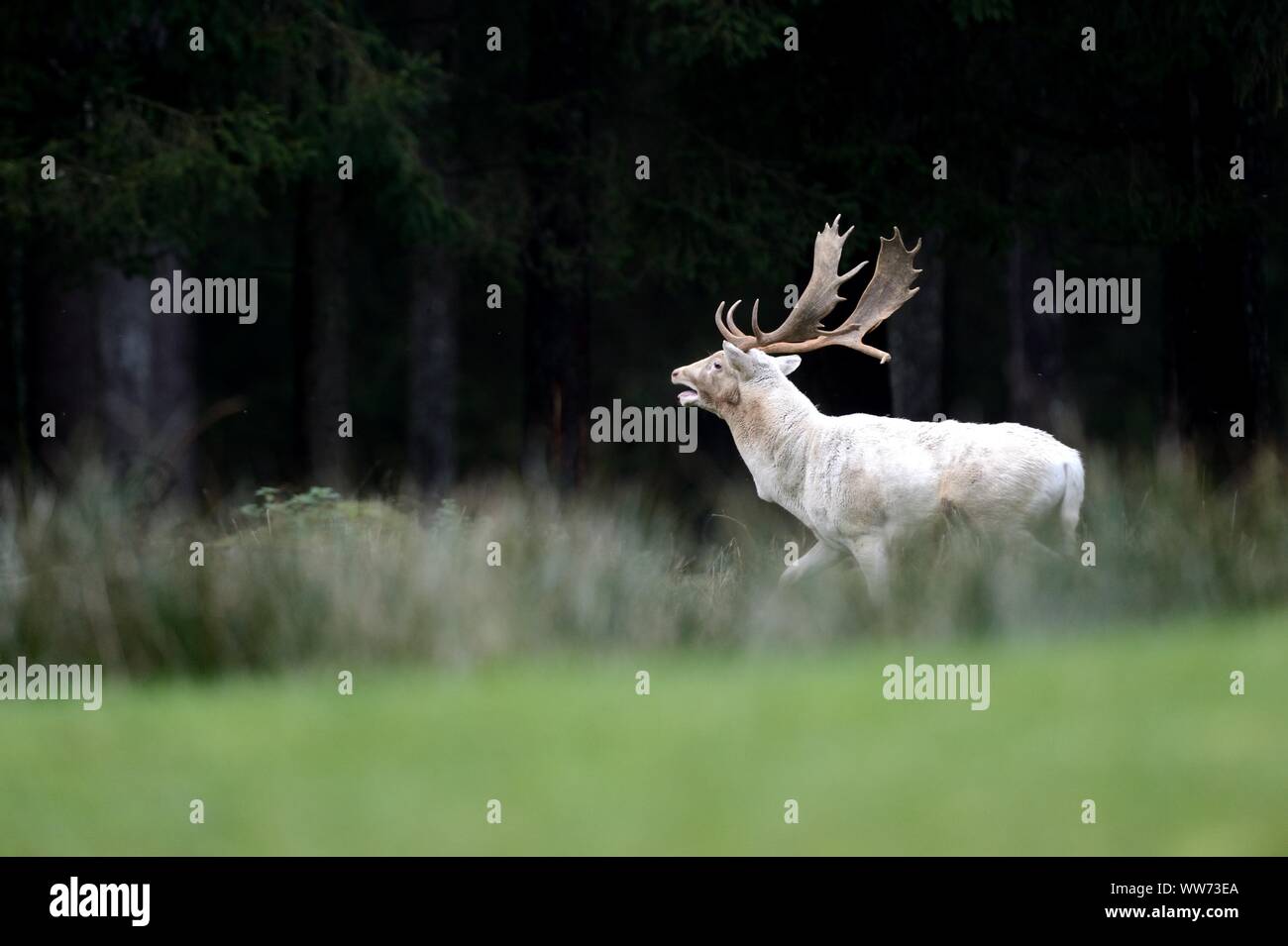 White fallow deer, Dama dama, buck, forest glade Stock Photo - Alamy