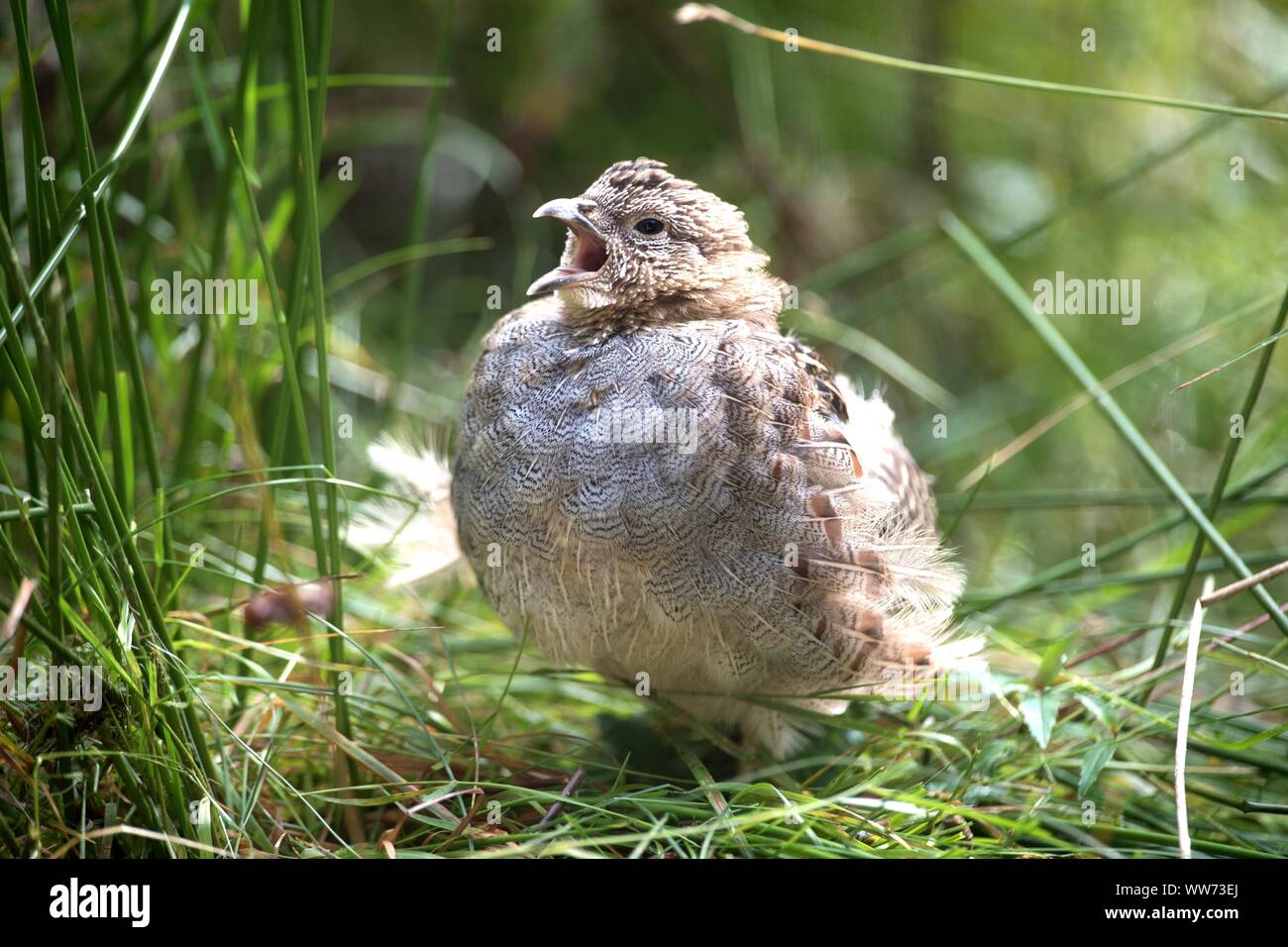 Partridge in meadow, Perdix perdix Stock Photo - Alamy