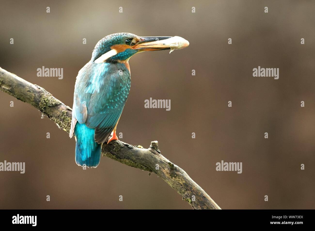 Common kingfisher with fish sitting on branch, Alcedo atthis Stock ...