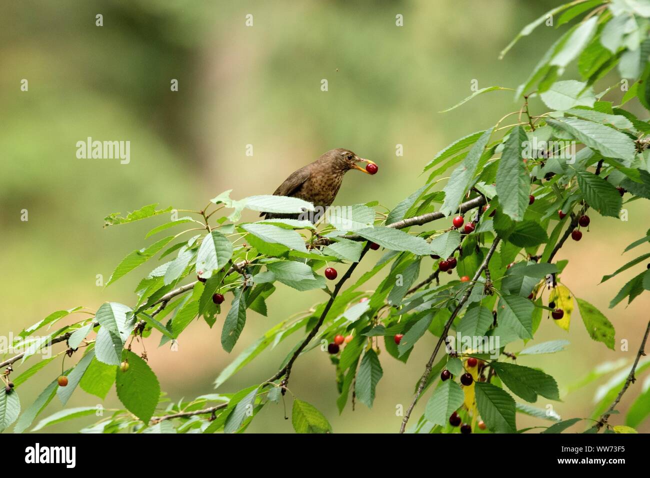 Blackbird feeding on cherries, cherry tree, Turdus merula Stock Photo ...