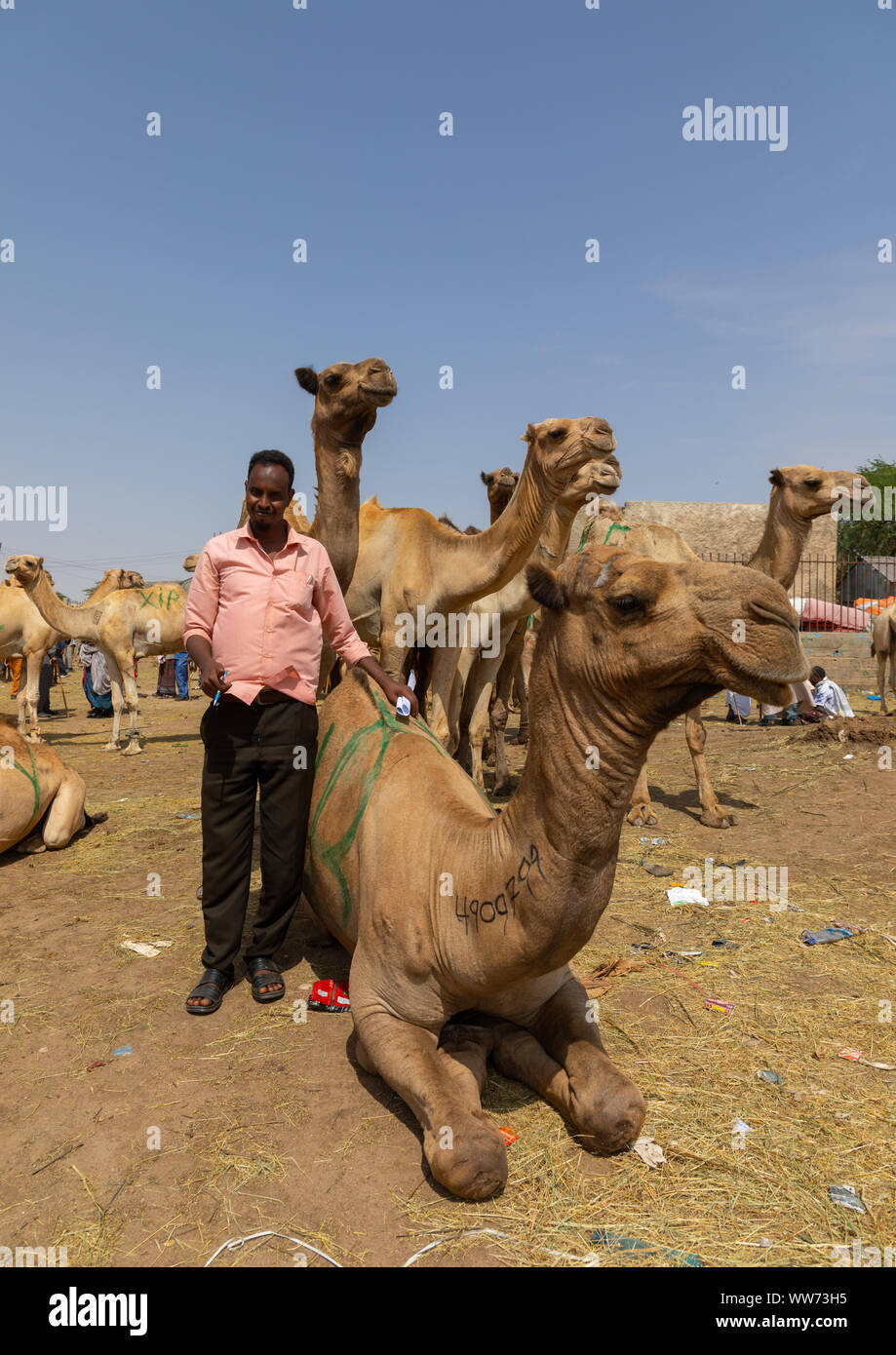 Somali man in the camel market, Woqooyi Galbeed region, Hargeisa ...