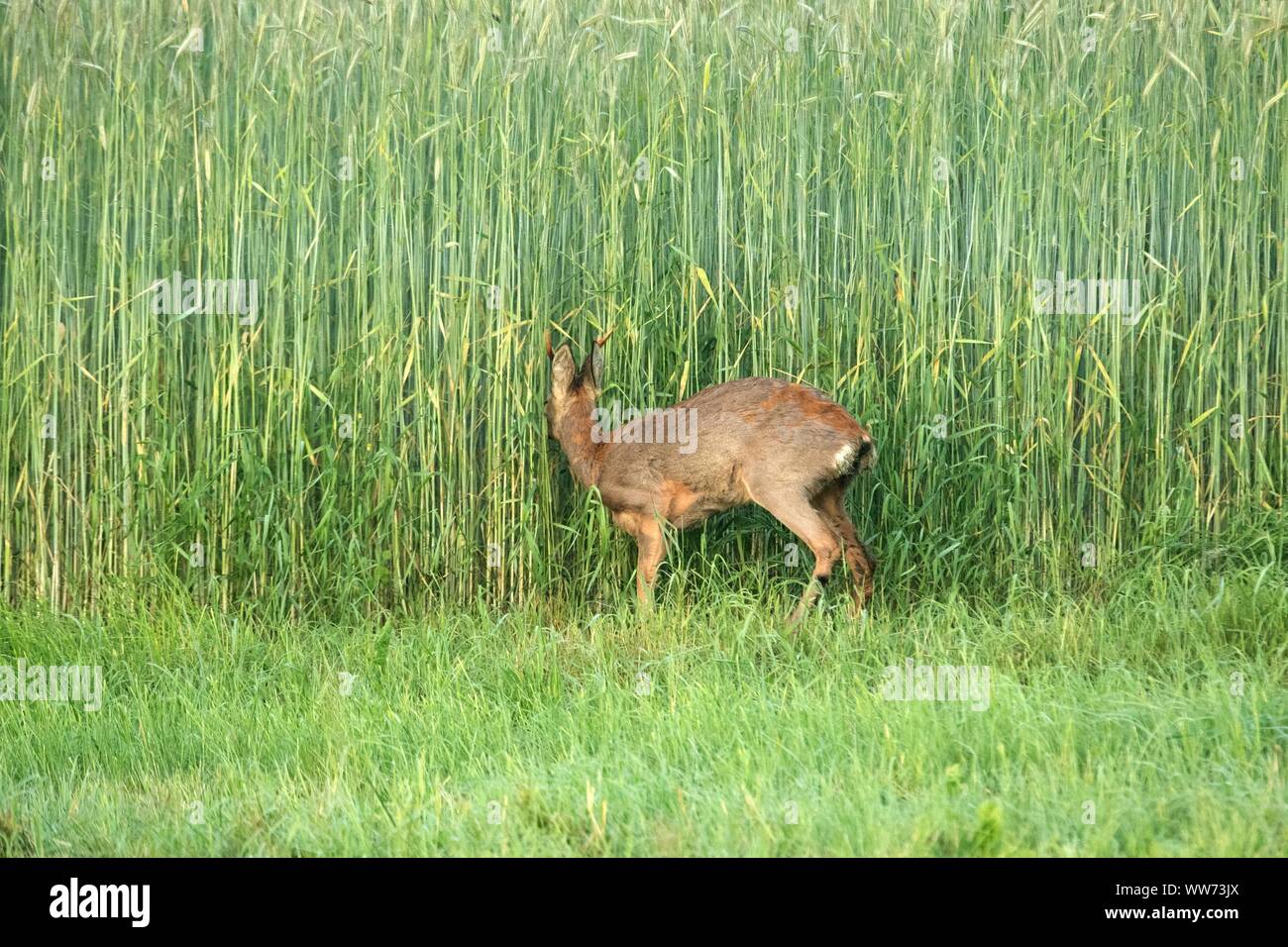 Young roebuck in a field Stock Photo - Alamy