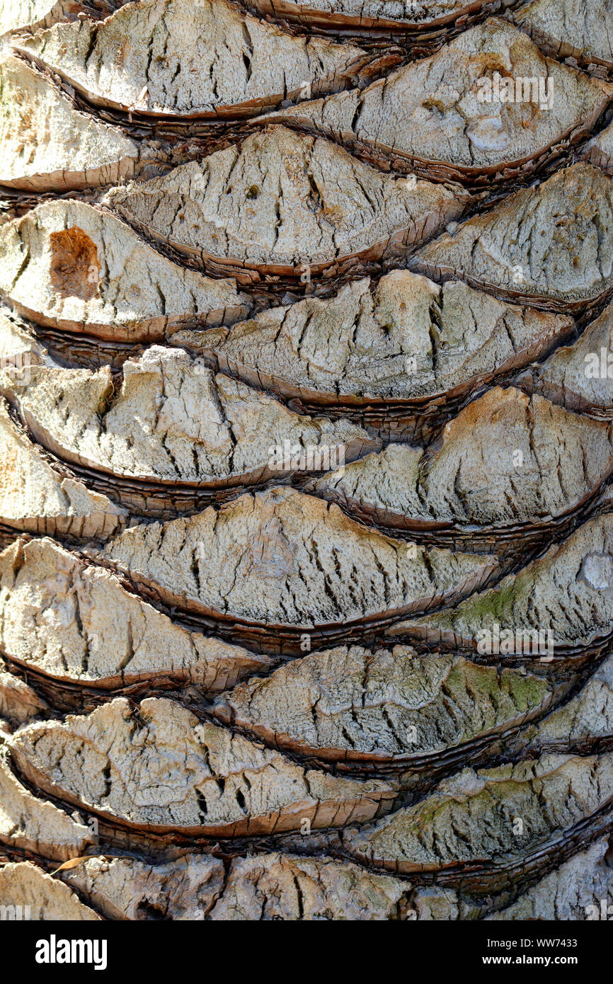textured trunk of palm tree Stock Photo - Alamy
