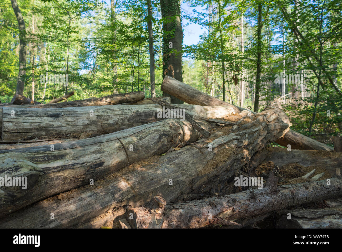 Disordered pile of tree trunks at the forest edge. Close-up Stock Photo ...