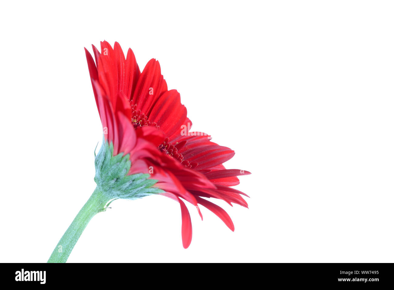 Single open flower head of a red gerbera photographed against a pure ...