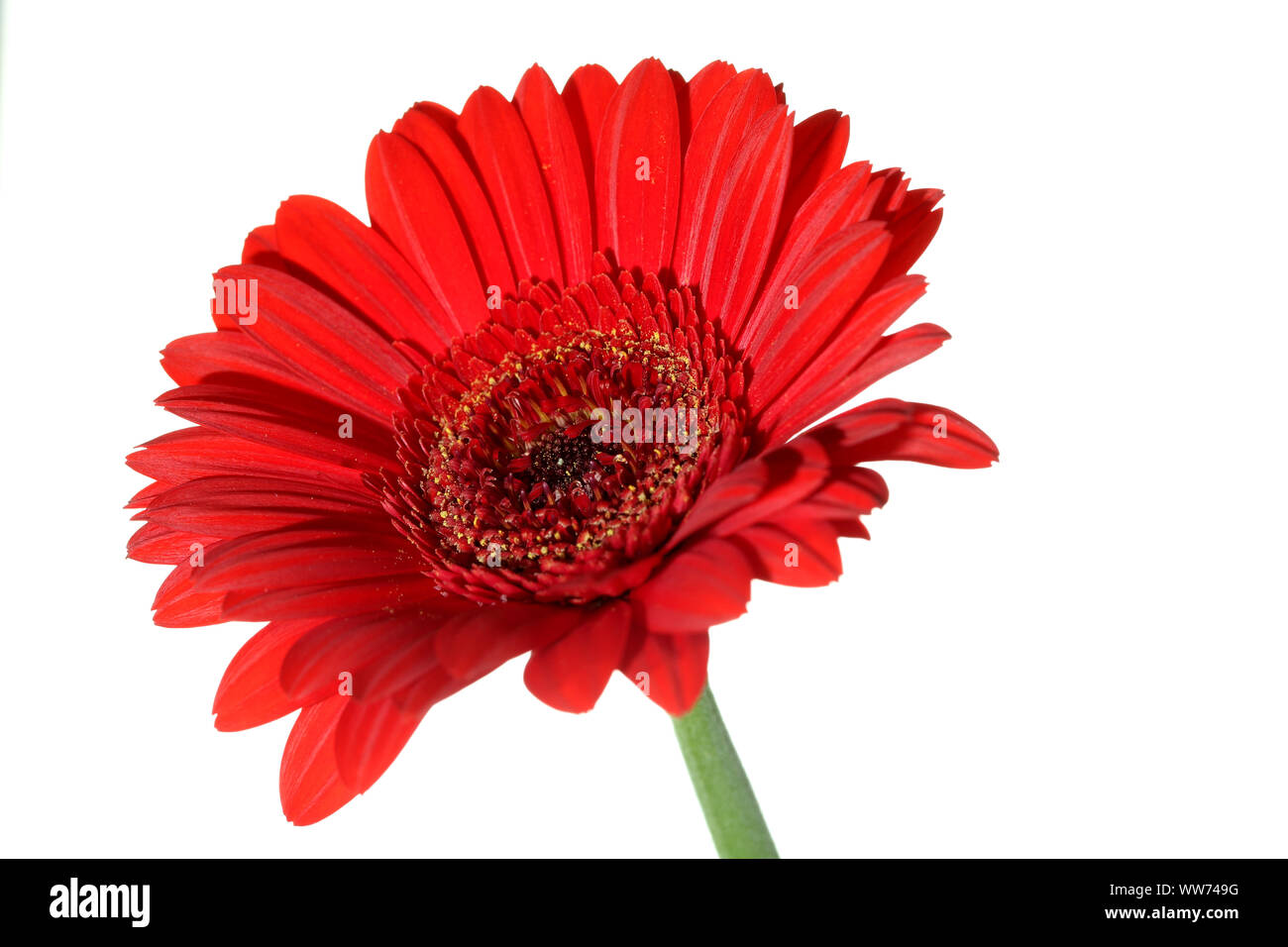 Single open flower head of a red gerbera photographed against a pure ...